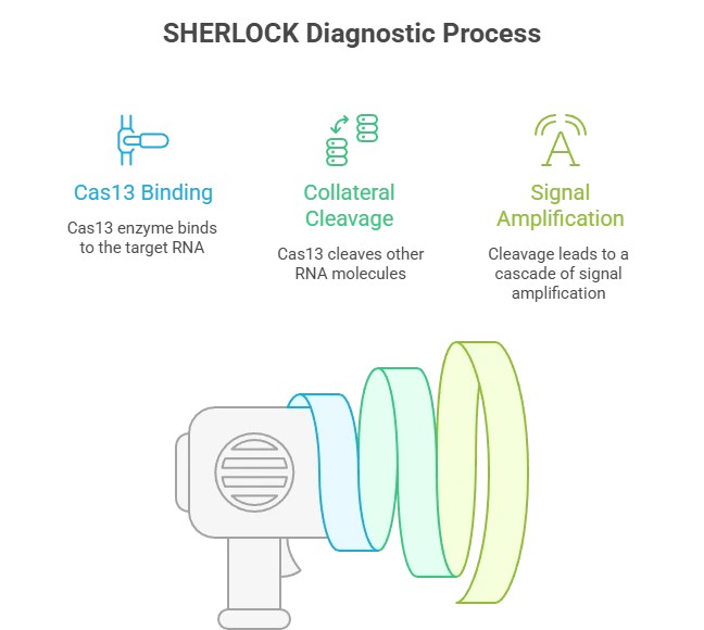 Mammograms Catch Tumors Too Late—CRISPR Finds Cancer at the DNA Level ...